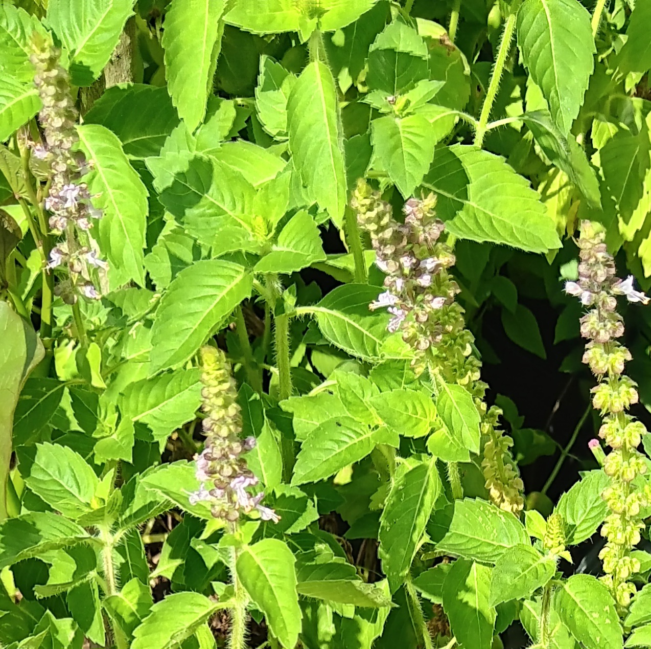 Plants – Holy Basil – Vegan Botany